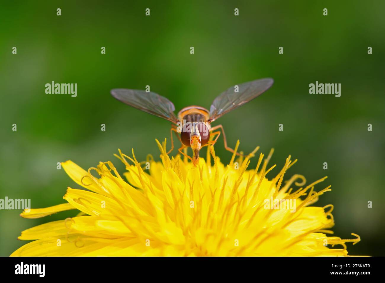a kind of insects named syrphidae, it is collecting nectar on a ...