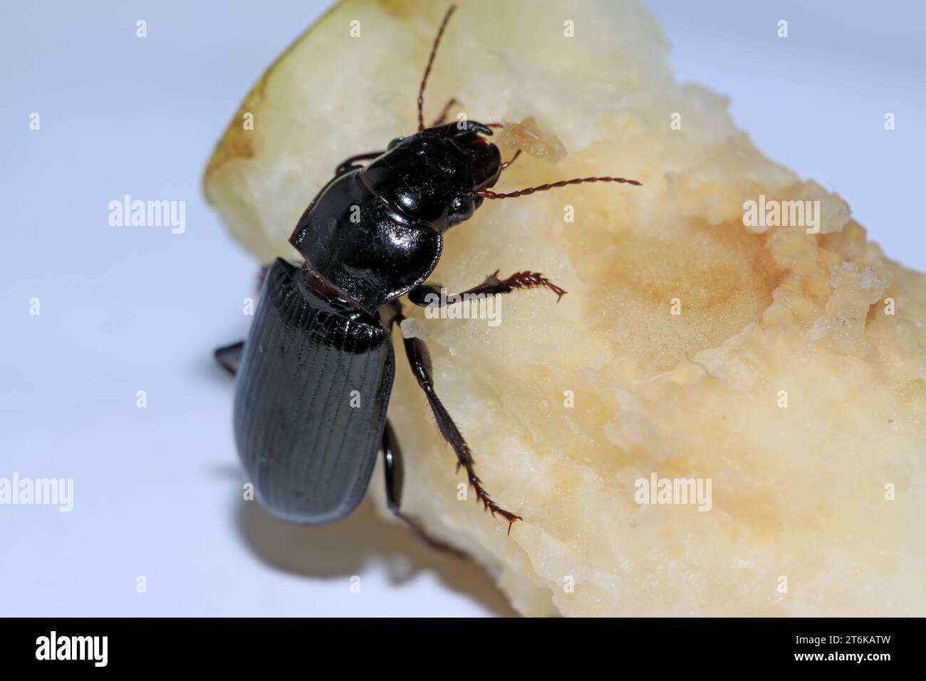 a kind of black insects Stock Photo - Alamy