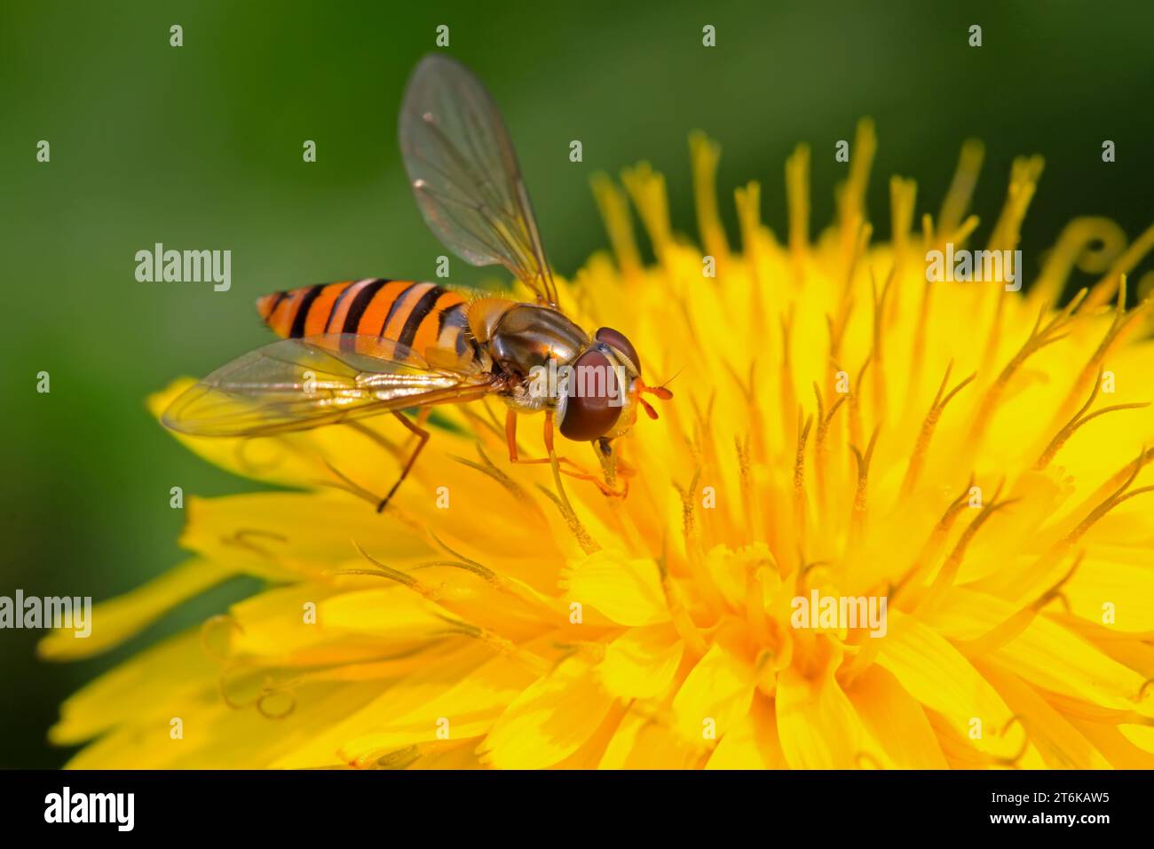 a kind of insects named syrphidae, it is collecting nectar on a ...