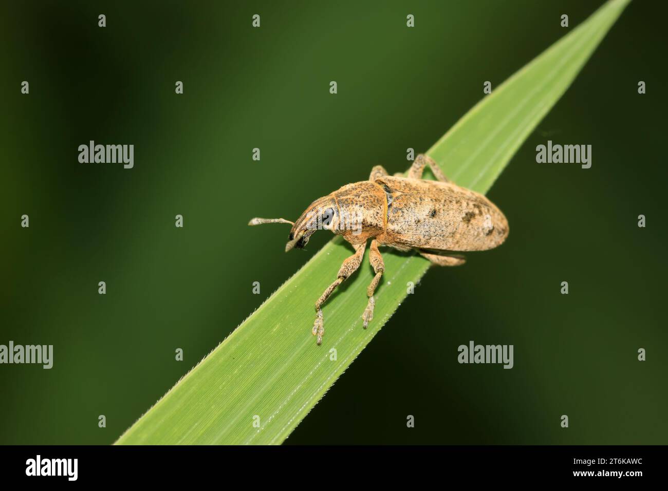 Research on wild animals hi-res stock photography and images - Alamy