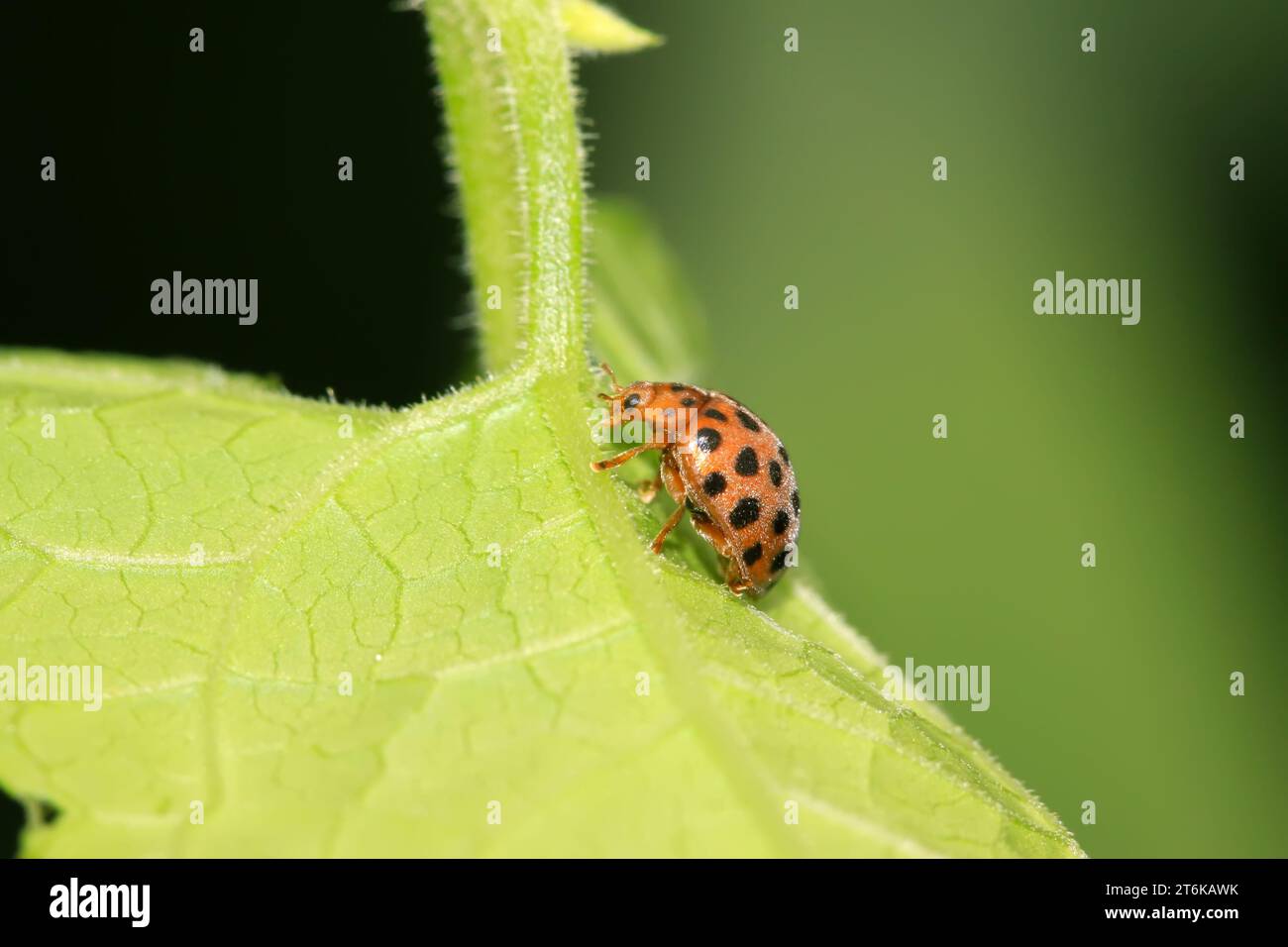 Potatoes ladybug hi-res stock photography and images - Alamy