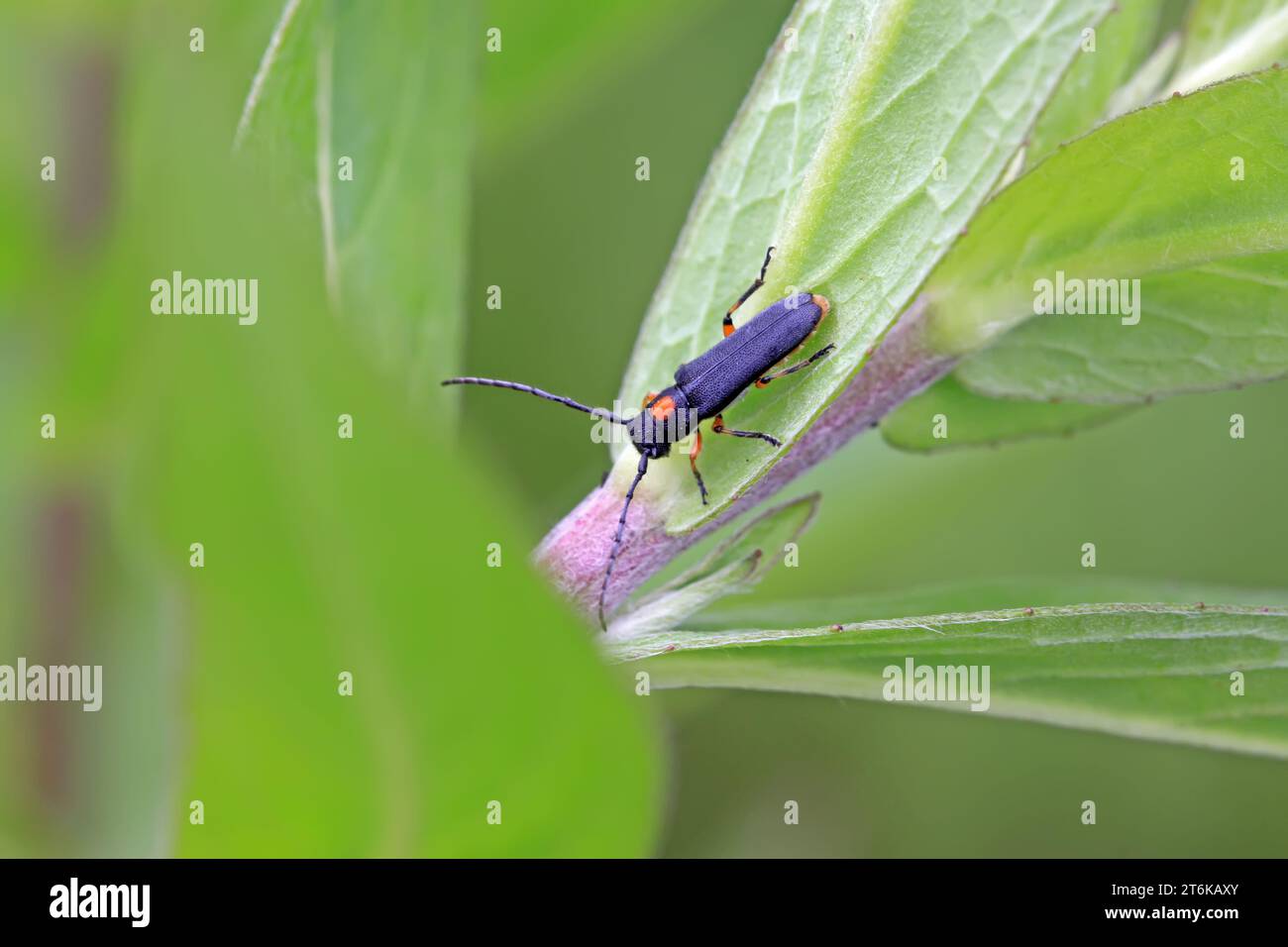 a kind of coleoptera cerambycidae insects, this insect with large ...