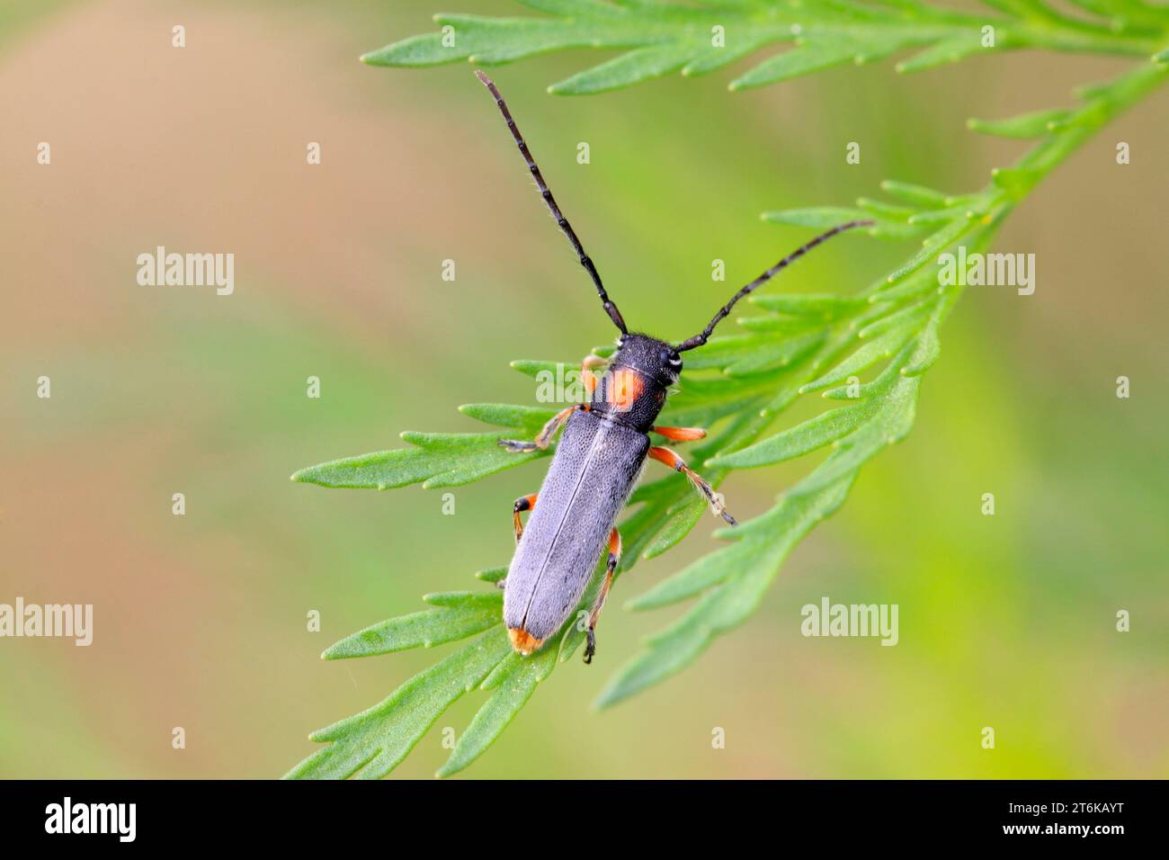 a kind of coleoptera cerambycidae insects, this insect with large ...