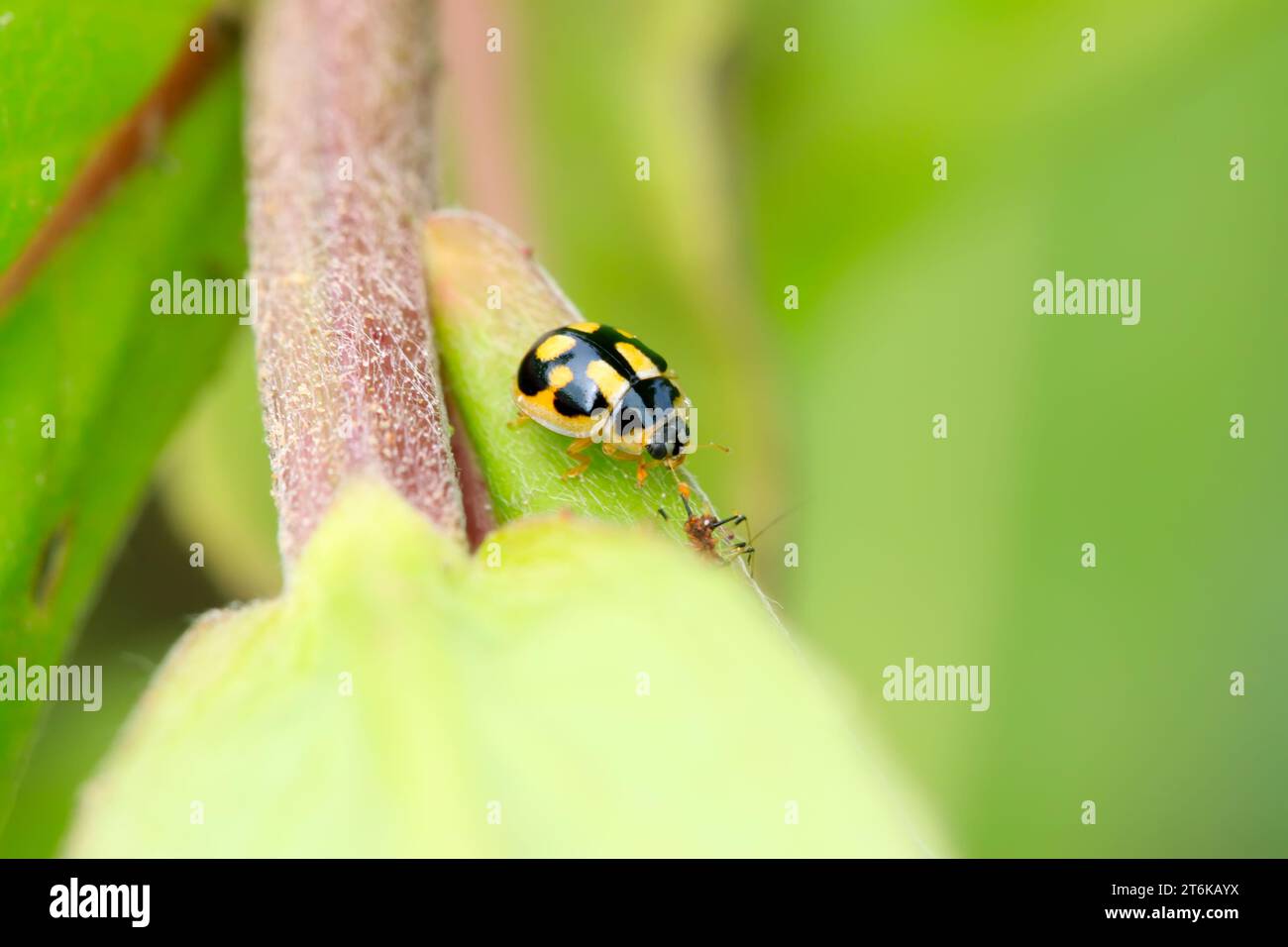 close up of ladybug on the green leaf, taken photos in the natureal ...