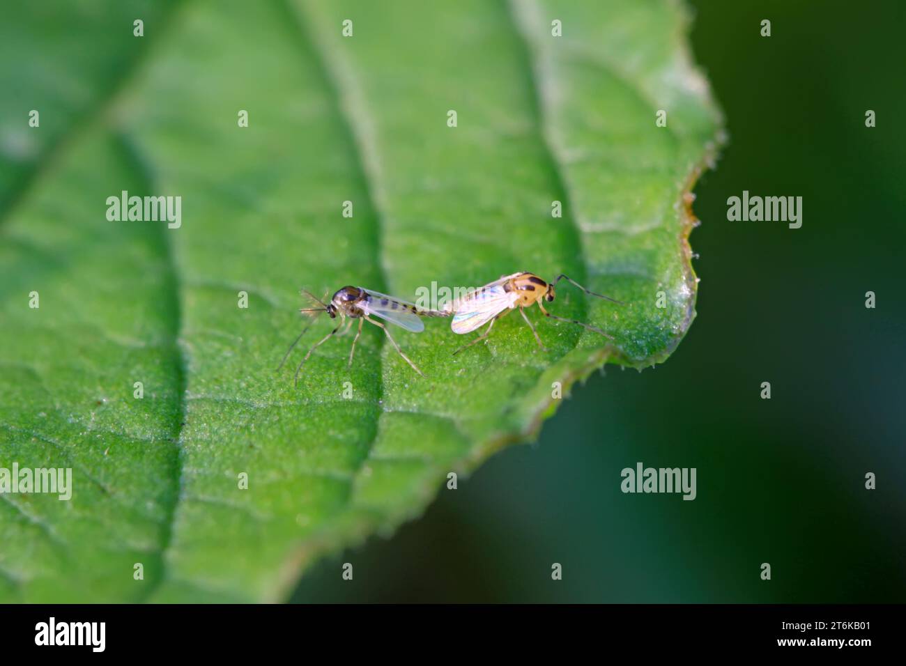 diptera chironomidae insects on the leaves, they are mating, take ...