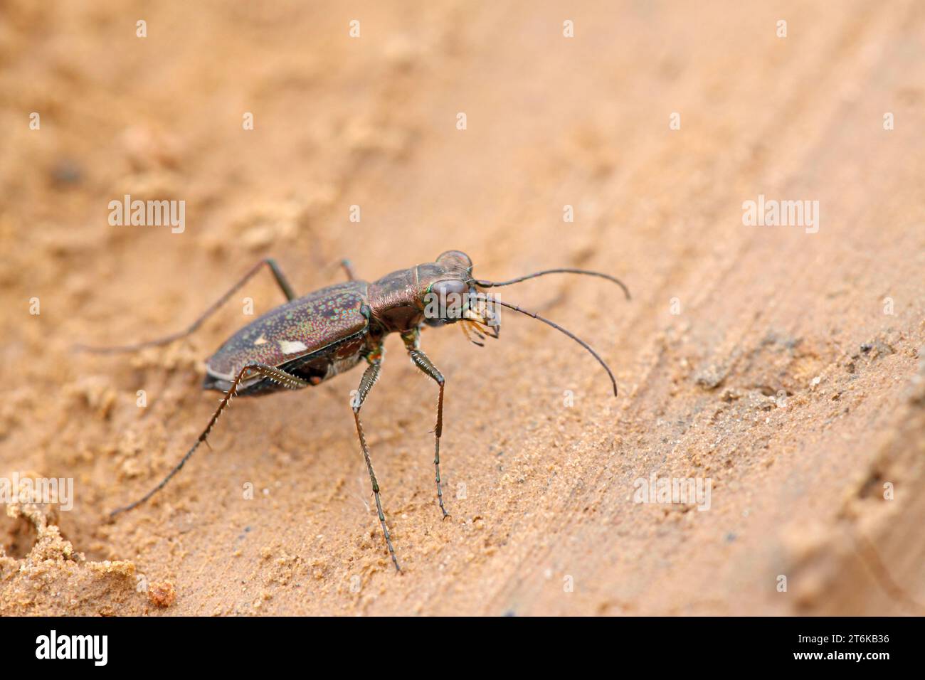 tiger beetles insects - cicindelidae on the ground, take photos in the ...