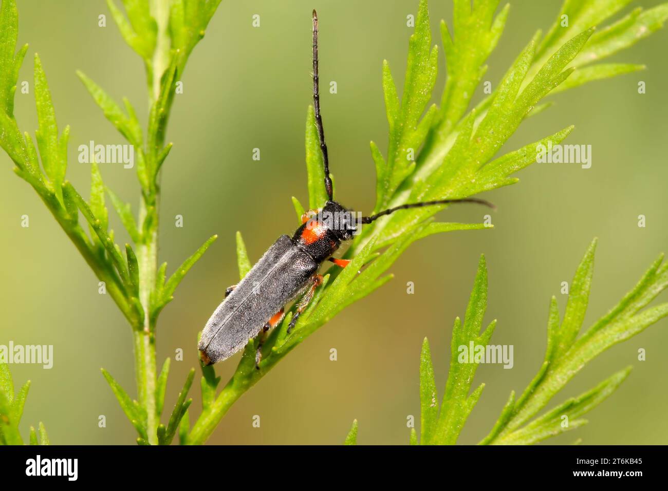 a kind of coleoptera cerambycidae insects, this insect with large ...