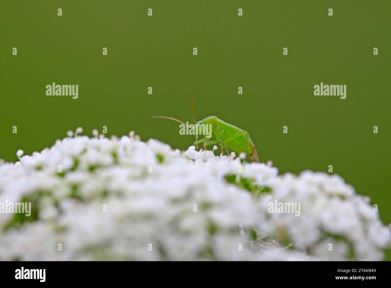 a kind of insects named stinkbug on the grass, take photos in the ...