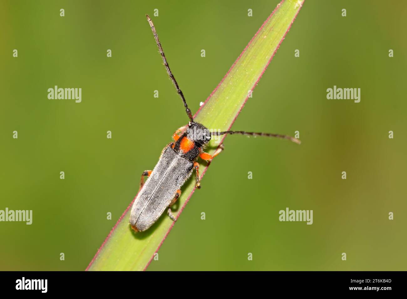 a kind of coleoptera cerambycidae insects, this insect with large ...