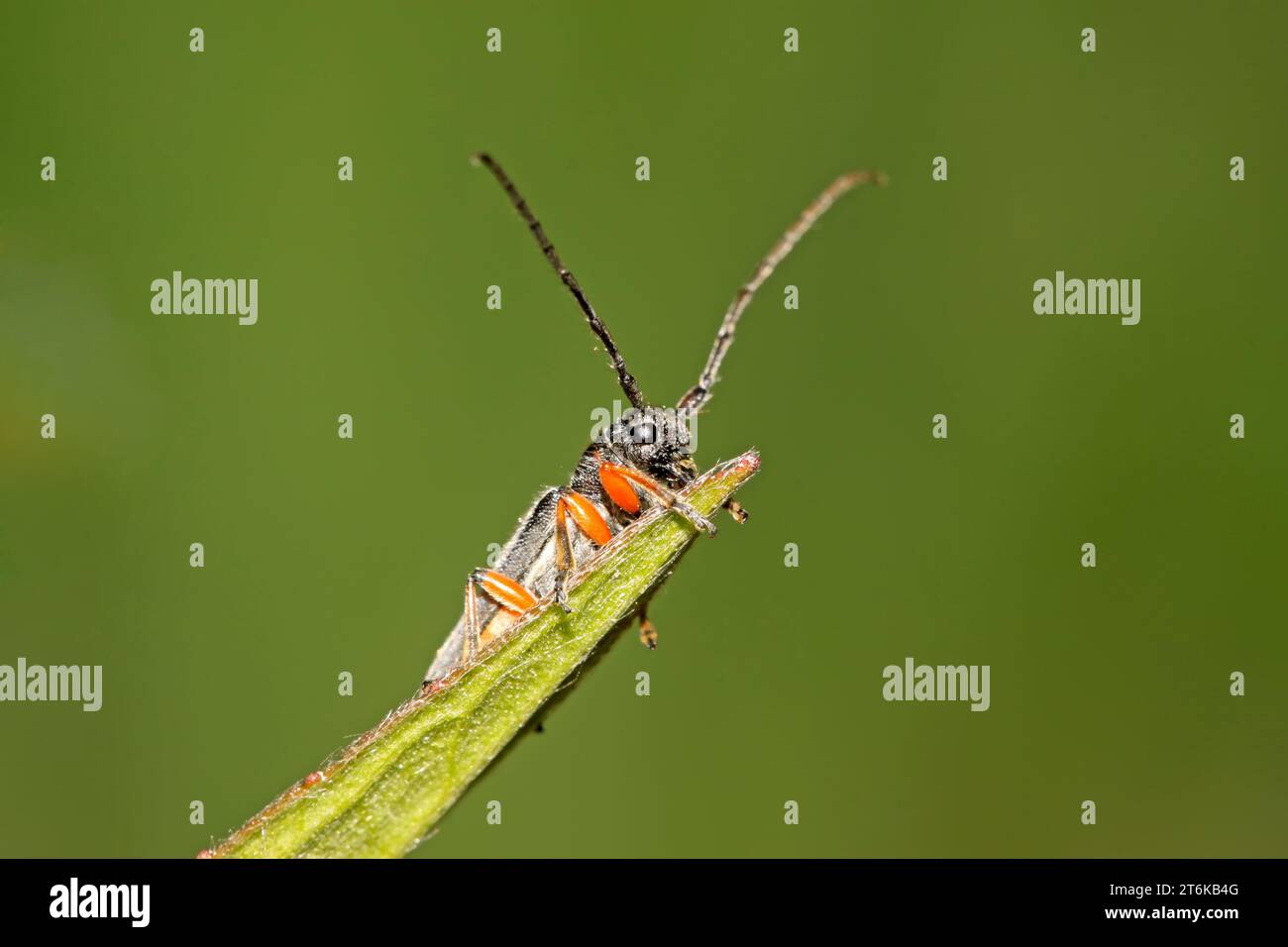 a kind of coleoptera cerambycidae insects, this insect with large ...