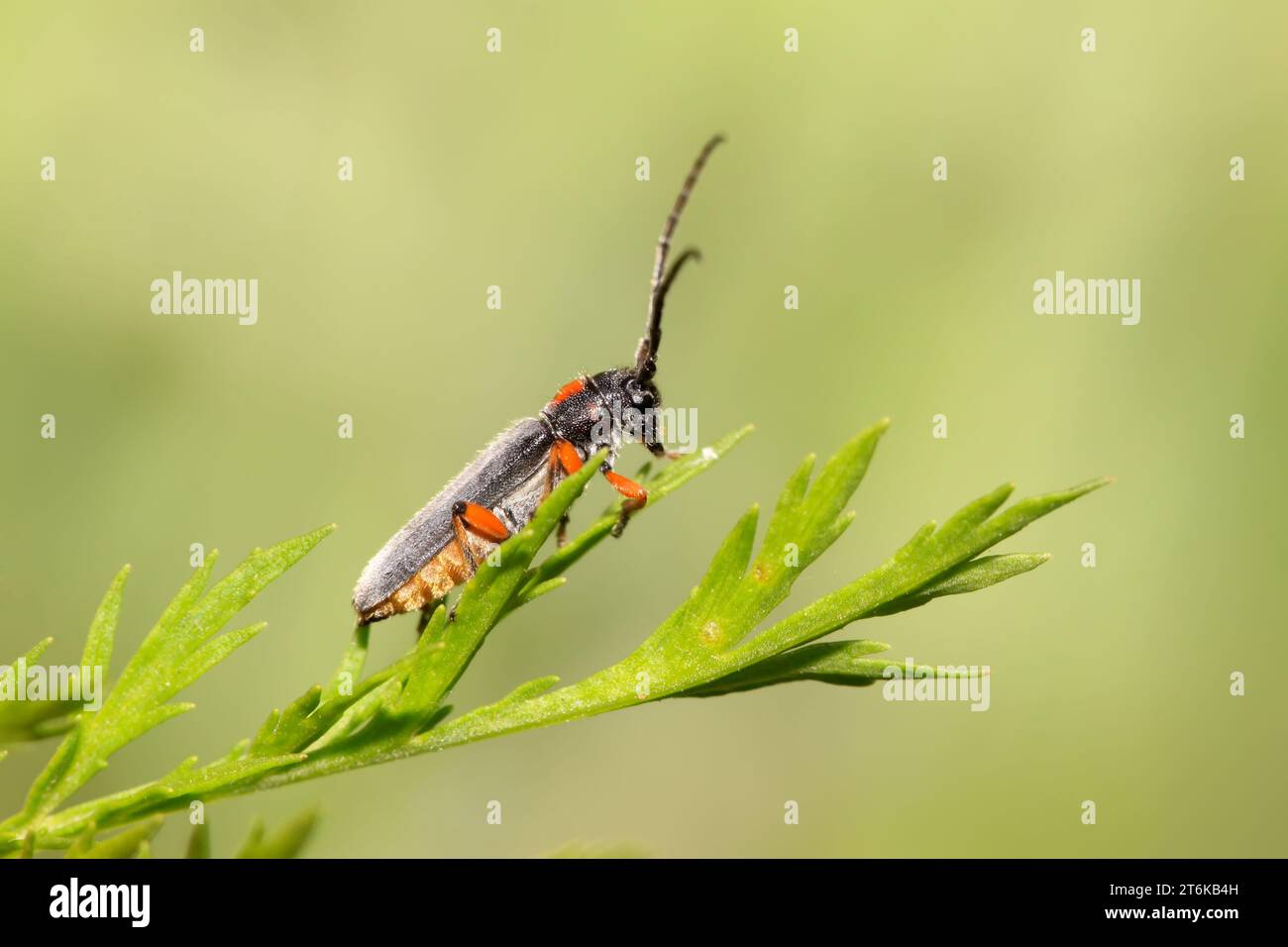 a kind of coleoptera cerambycidae insects, this insect with large ...