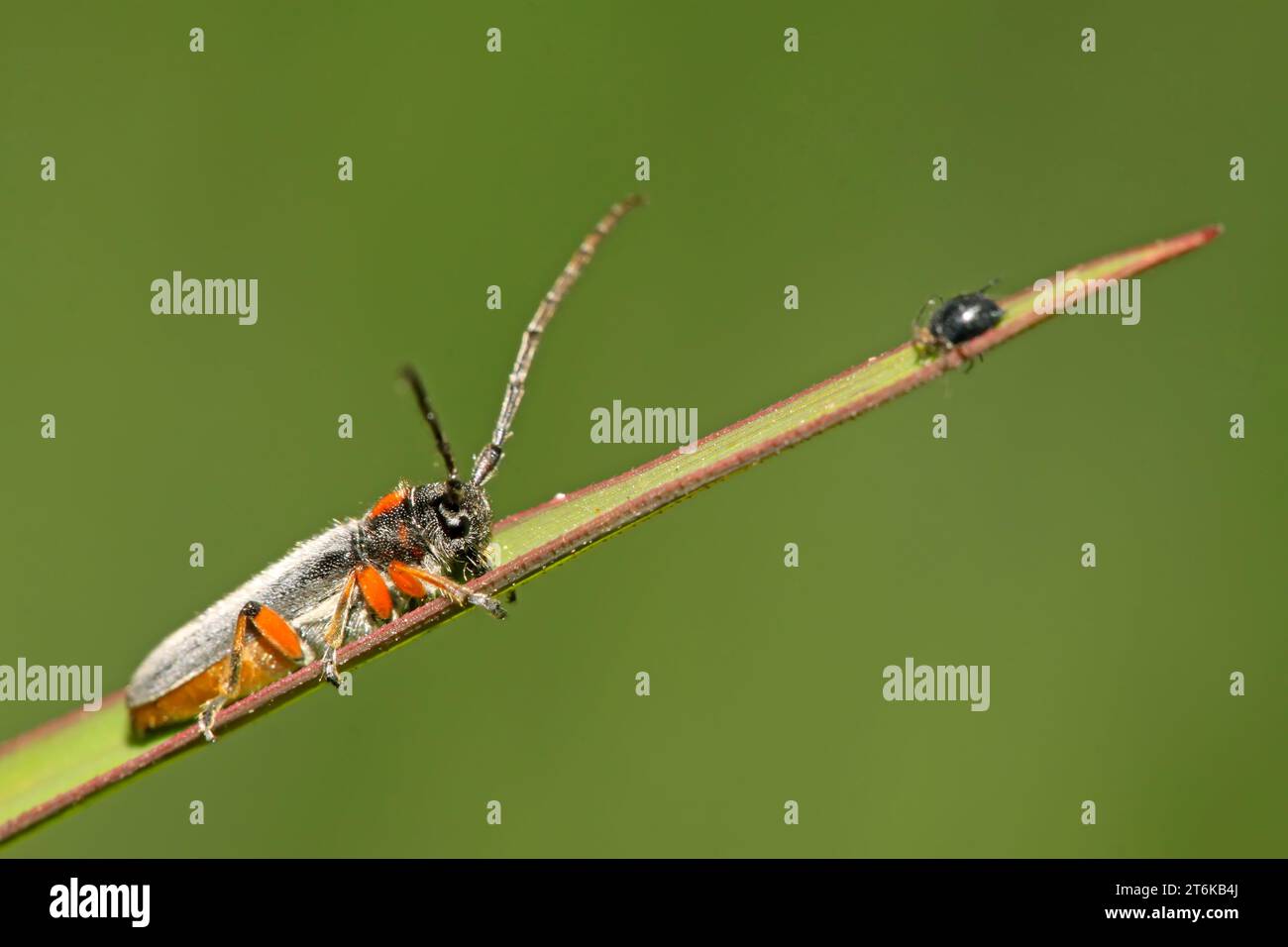 a kind of coleoptera cerambycidae insects, this insect with large ...