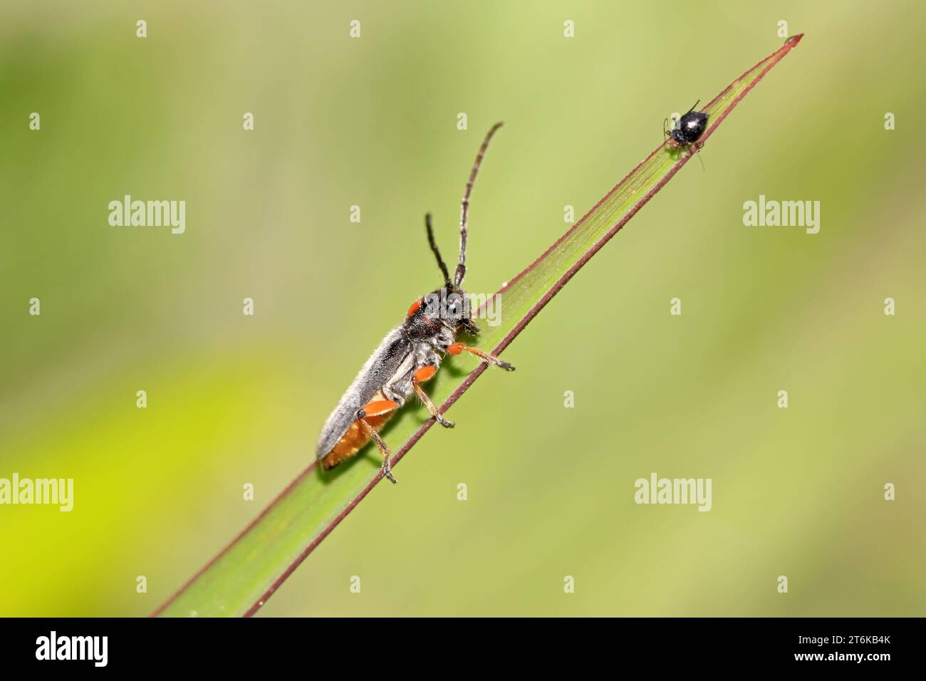 a kind of coleoptera cerambycidae insects, this insect with large ...