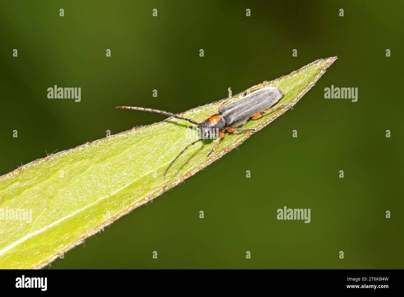 a kind of coleoptera cerambycidae insects, this insect with large ...