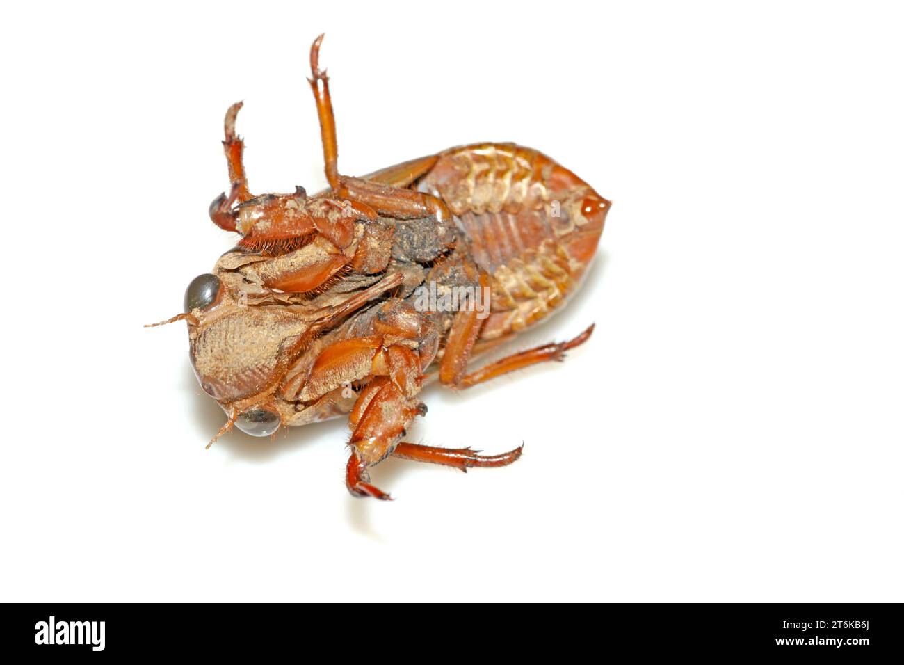 cicada on a white background, close up of pictures Stock Photo - Alamy