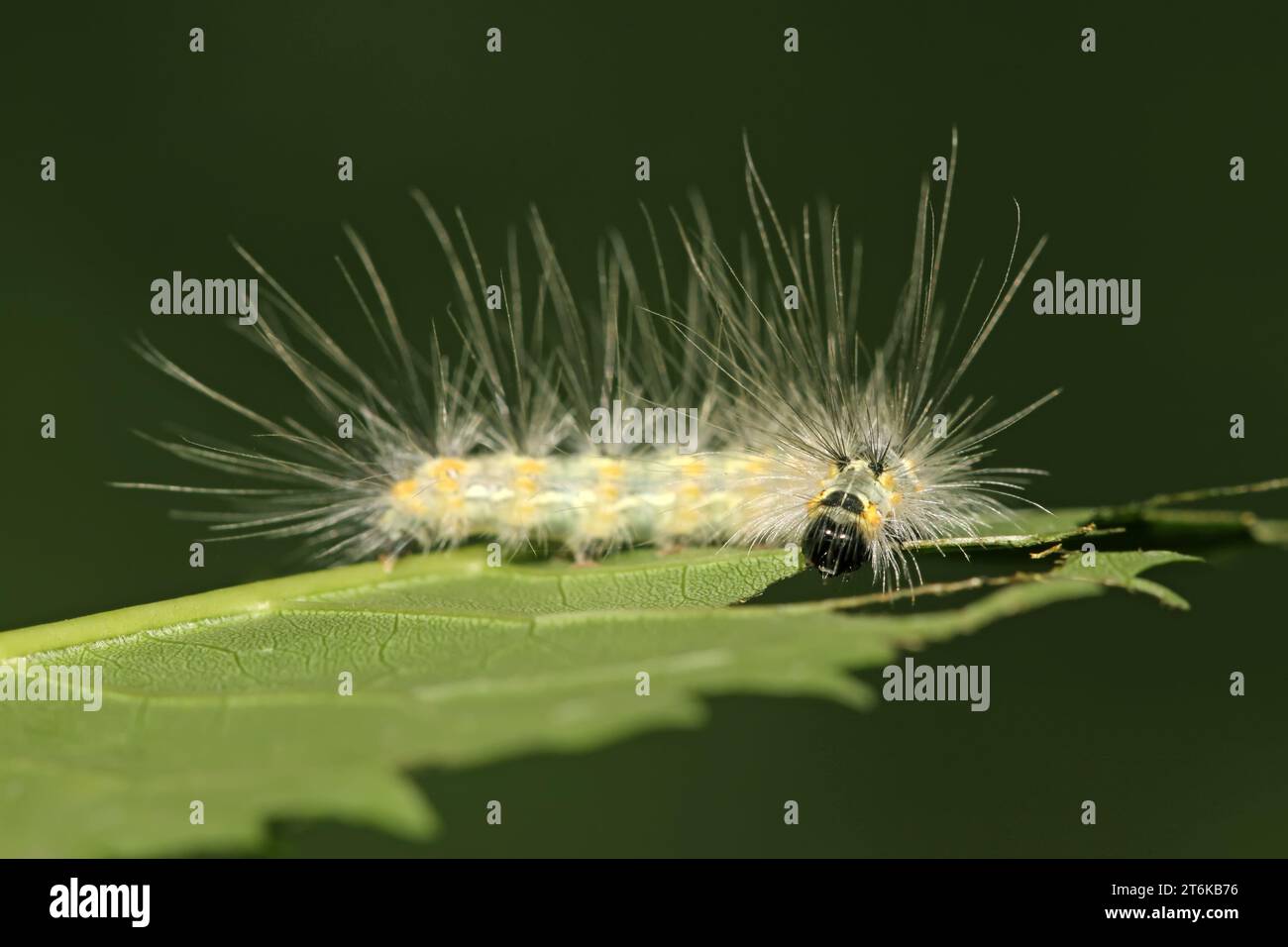 a caterpillar crawling on the plant stem, take photos in the natural ...