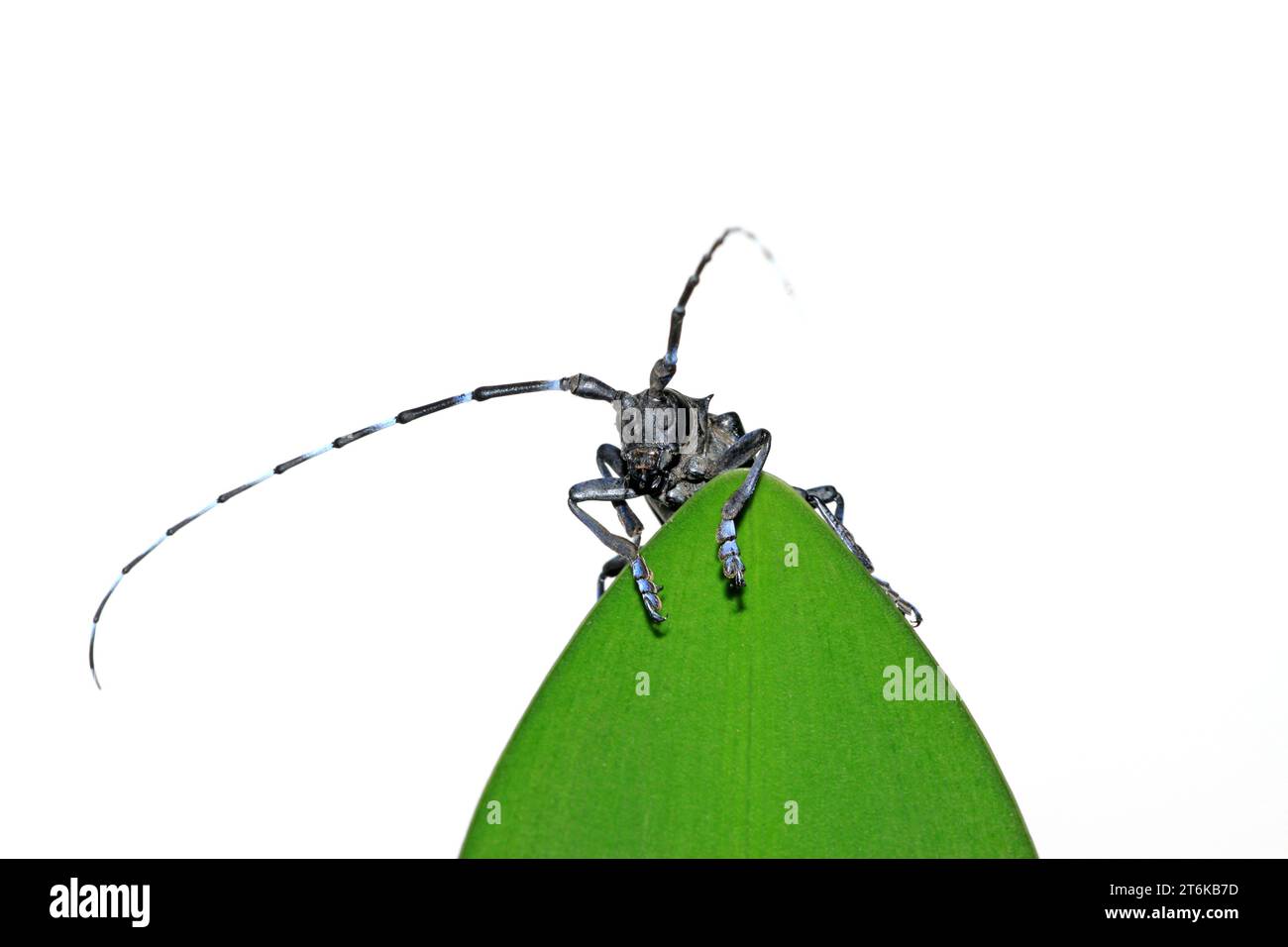 a kind of coleoptera insects named anoplophora, close up of pictures on ...