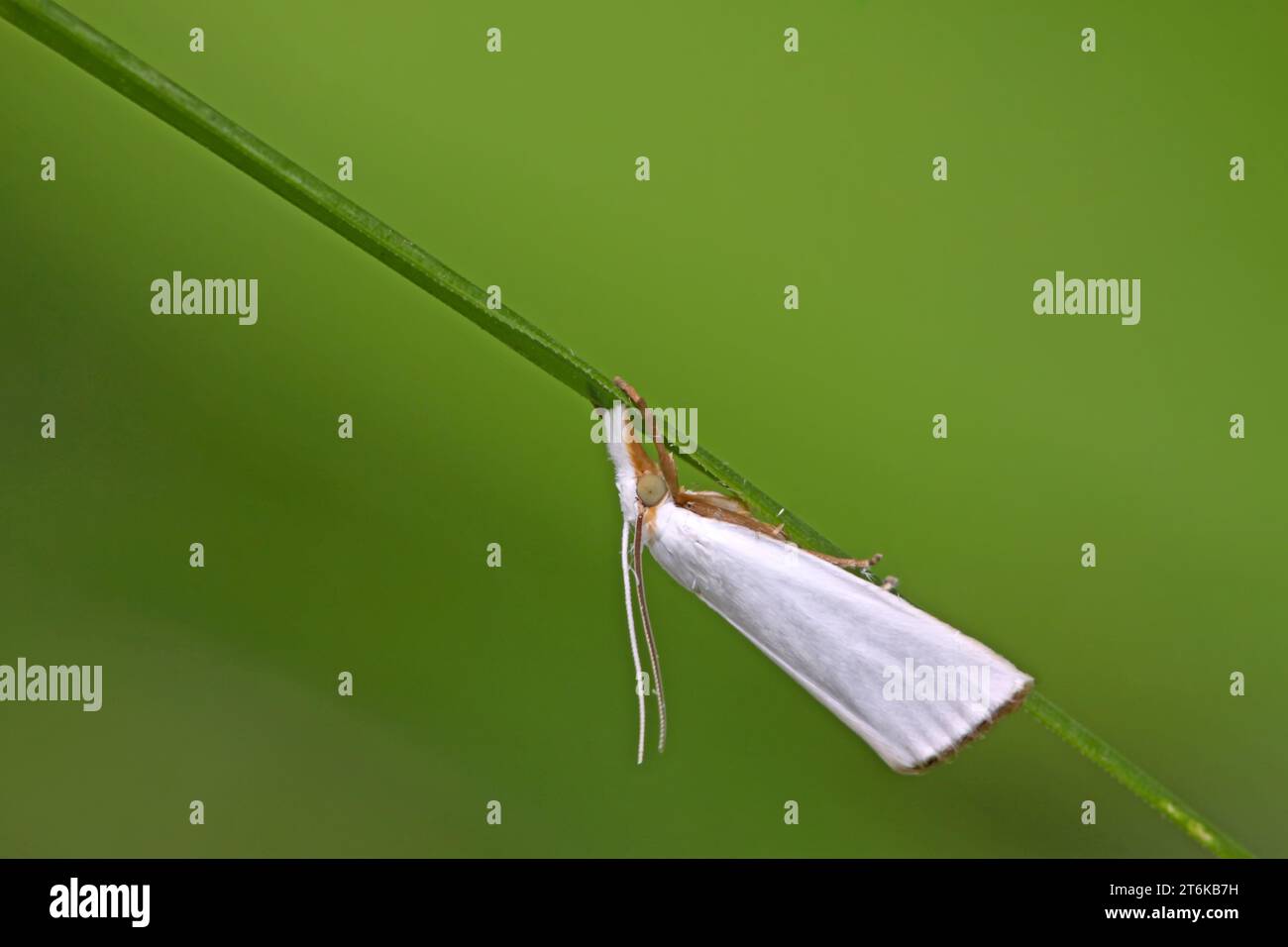 white moths insects on a green leaf, take photos in the wild natural ...