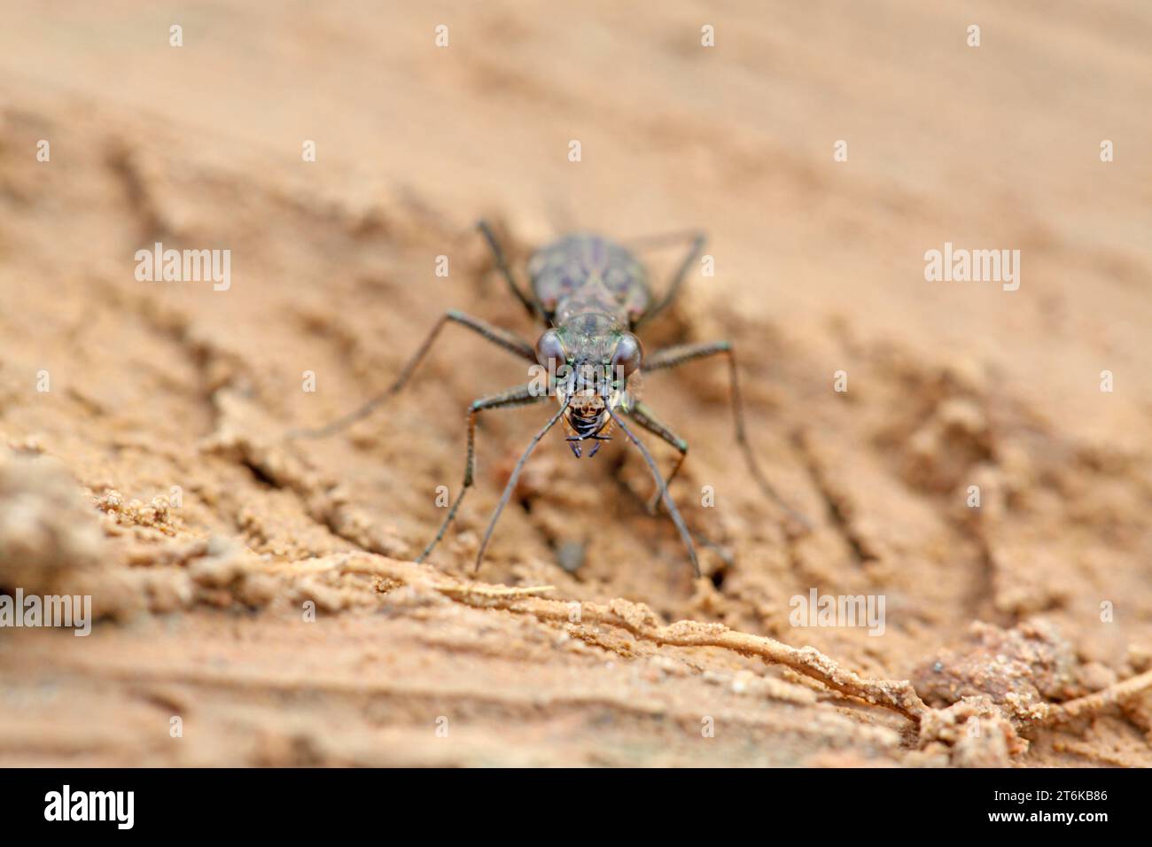 tiger beetles insects - cicindelidae on the ground, take photos in the ...