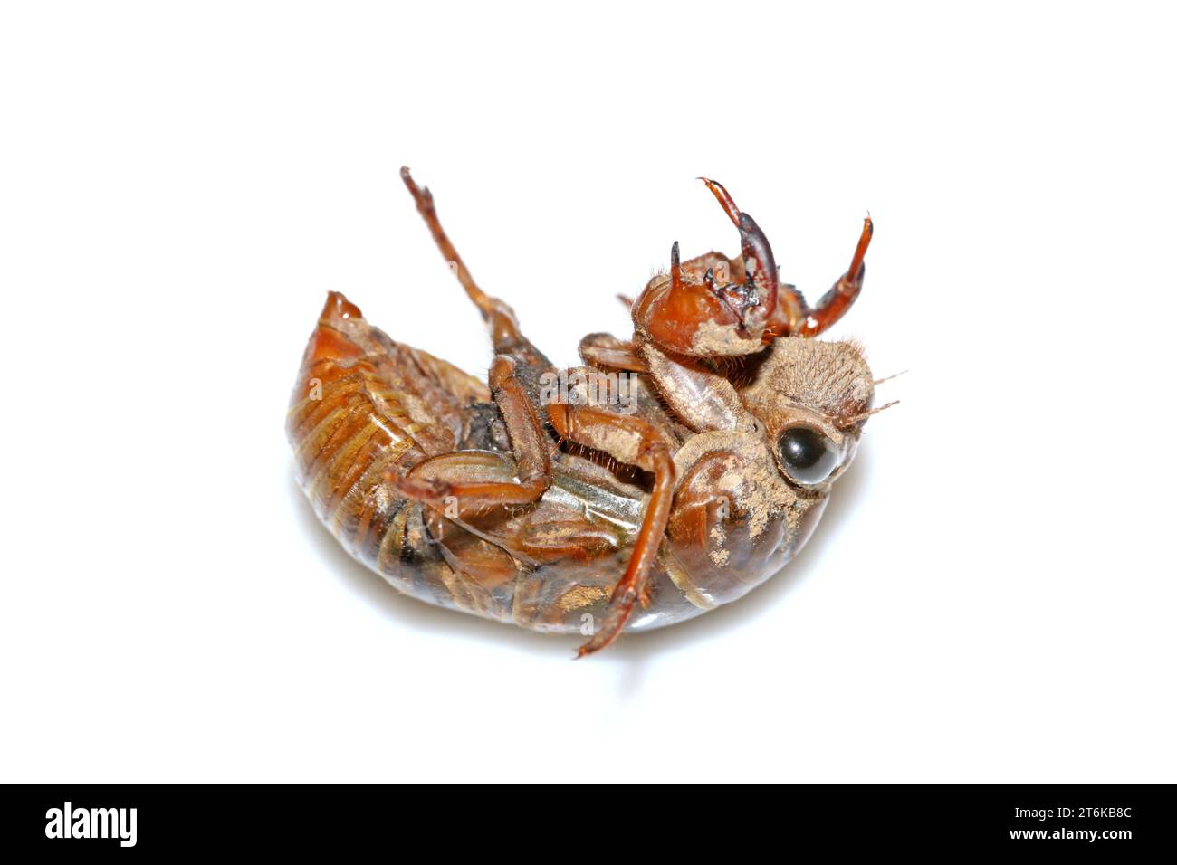 Observation ecology Cut Out Stock Images & Pictures - Alamy