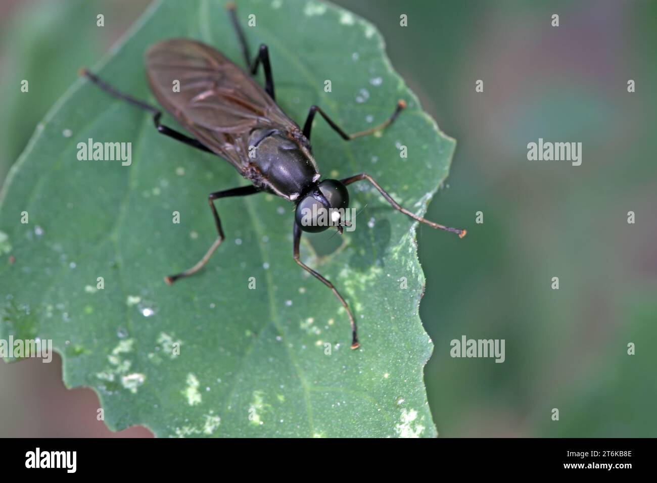 Blackwater horsefly hi-res stock photography and images - Alamy