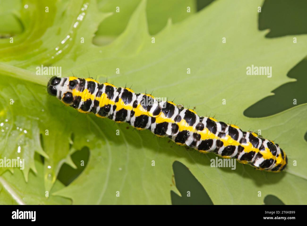 butterfly larva - caterpillar in a leaf Stock Photo - Alamy