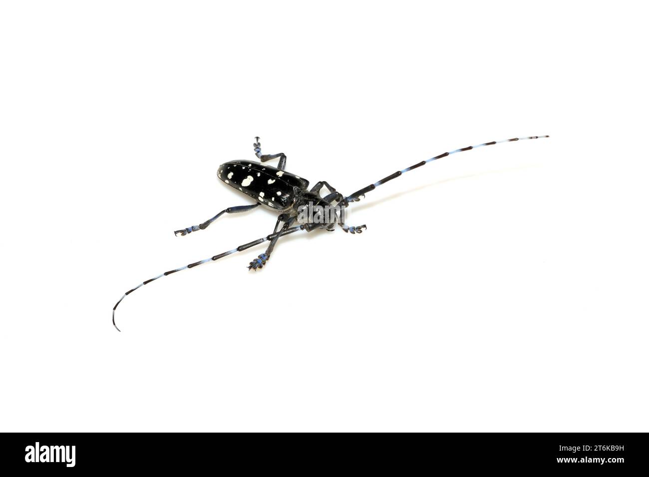 a kind of coleoptera insects named anoplophora, close up of pictures on ...