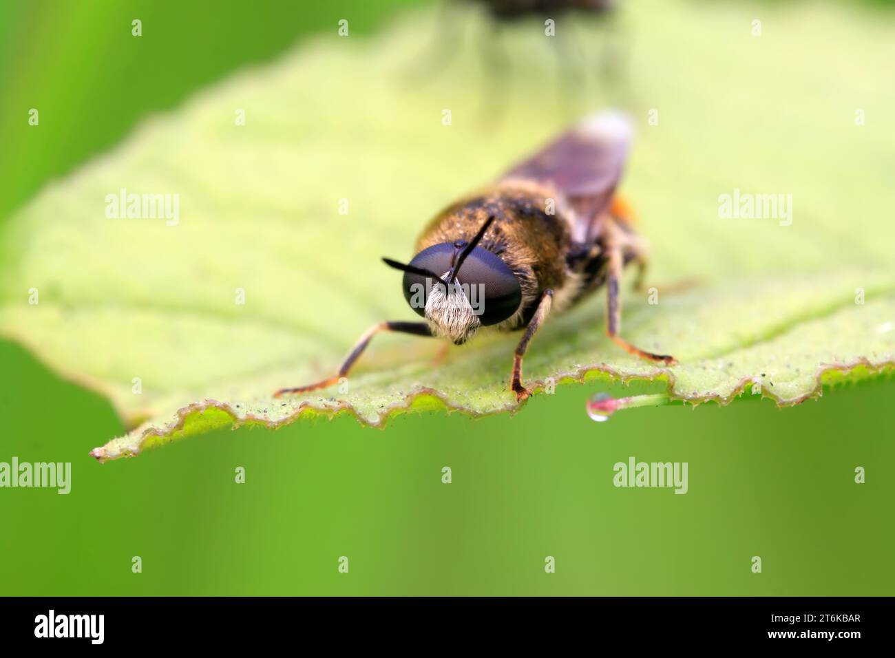 Insects on green leaf hi-res stock photography and images - Alamy