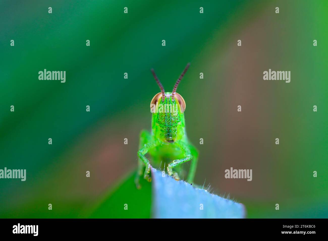 a oxya lurking in the plant stem, taken photos in the natural wild ...