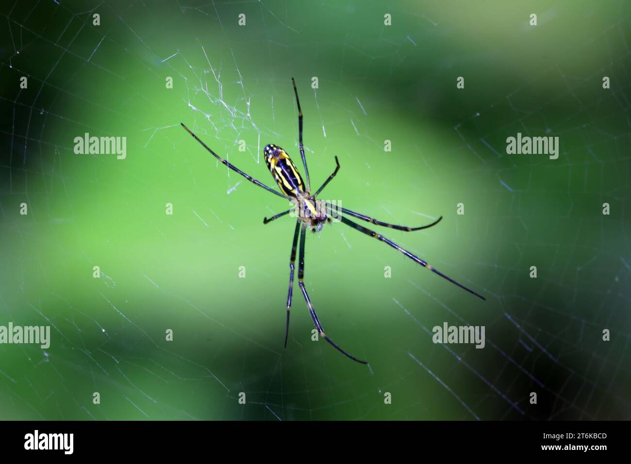a kind of insects named spider, body covered with strange patterns, in ...