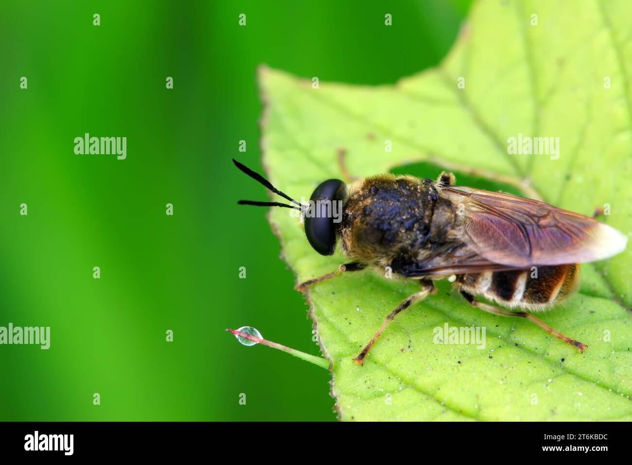 Insects on green leaf hi-res stock photography and images - Alamy