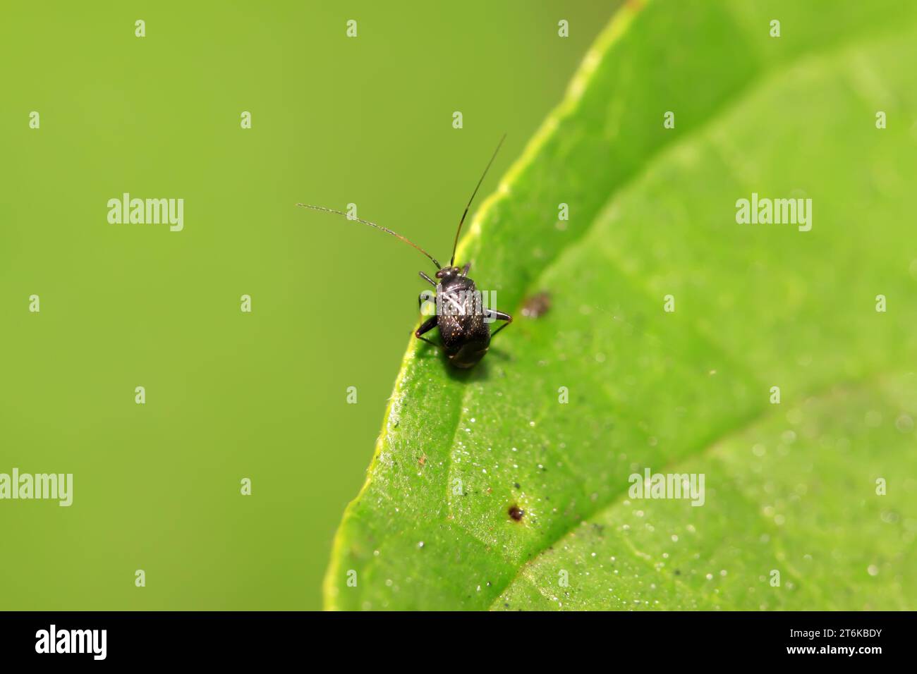 a black stink bug on the green leaf Stock Photo - Alamy