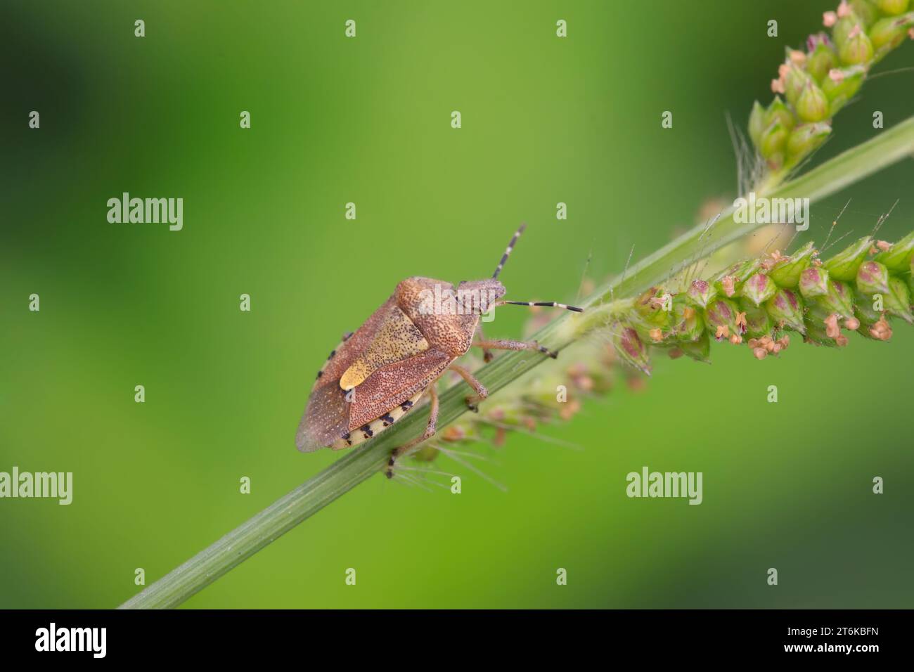 dolycoris - a kind of stink bug, take photos in the wild natural state ...