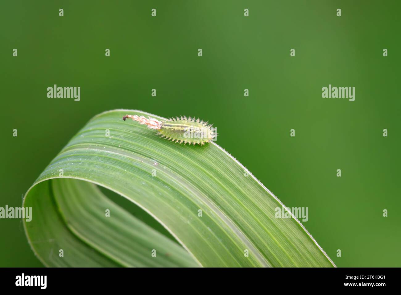 Coleoptera classification hi-res stock photography and images - Alamy