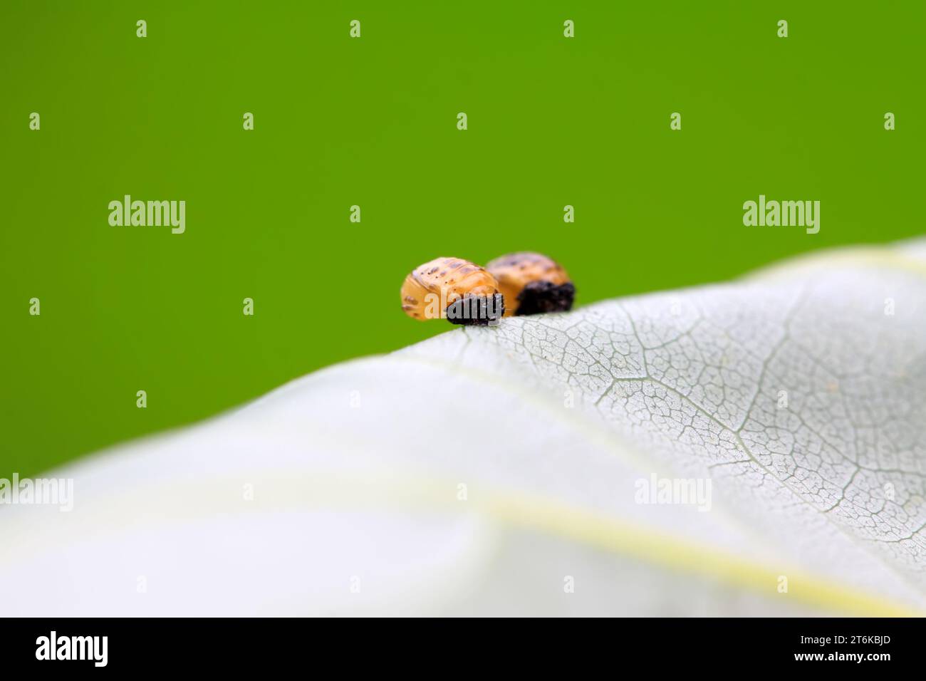 Leaf shelter insects hi-res stock photography and images - Alamy