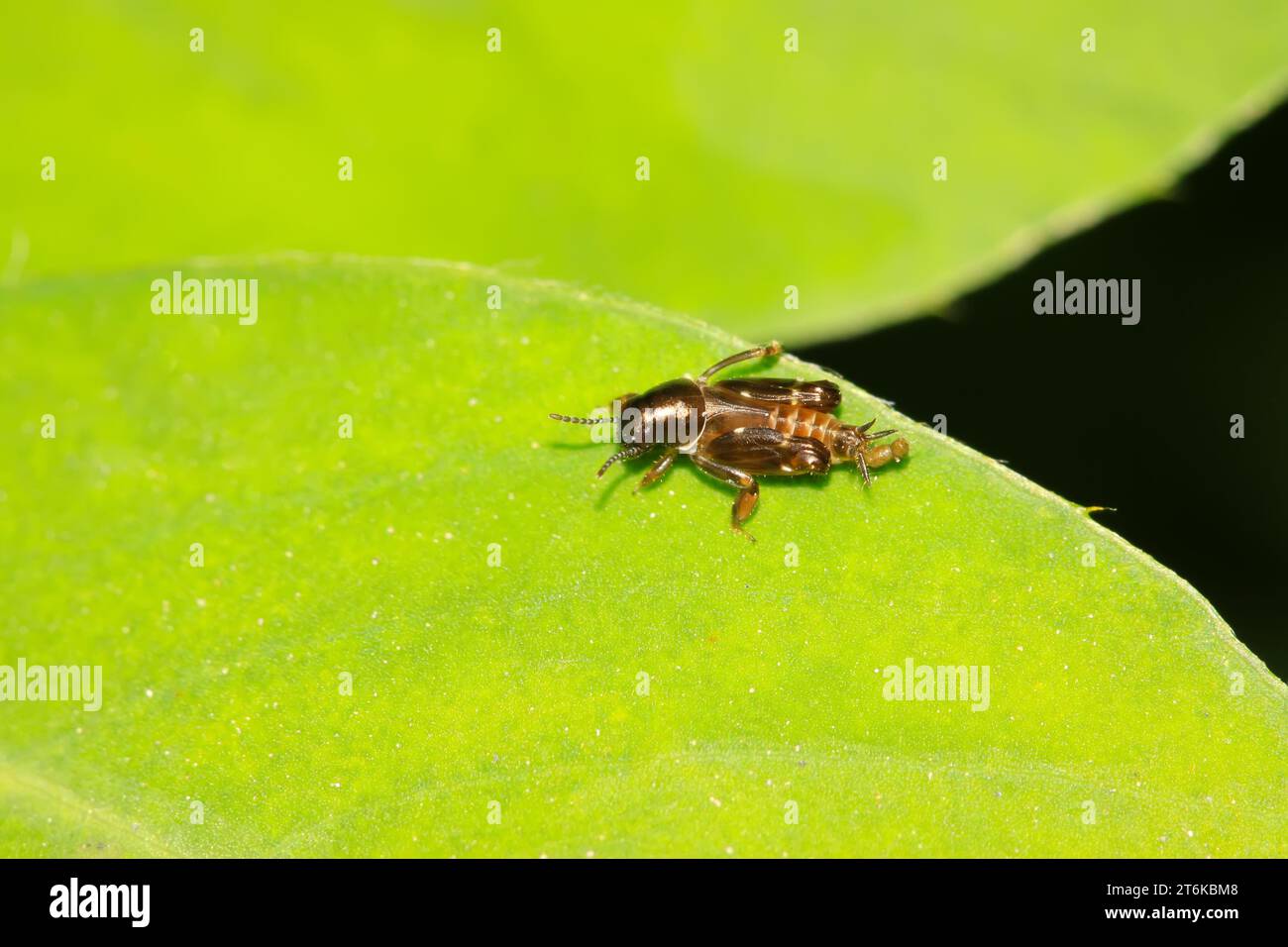 Teaching specimens hi-res stock photography and images - Alamy