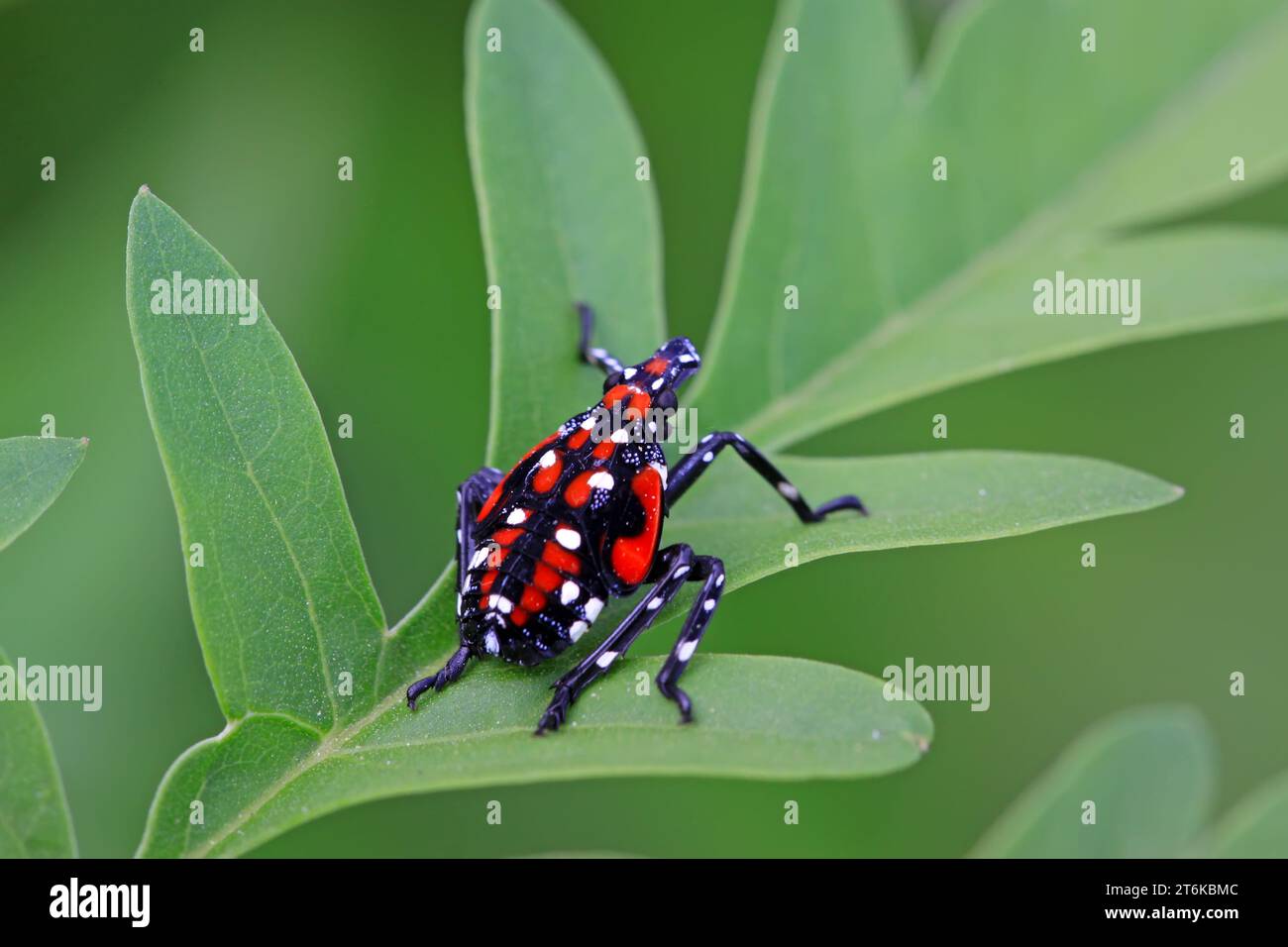 Entomological classification hi-res stock photography and images - Alamy