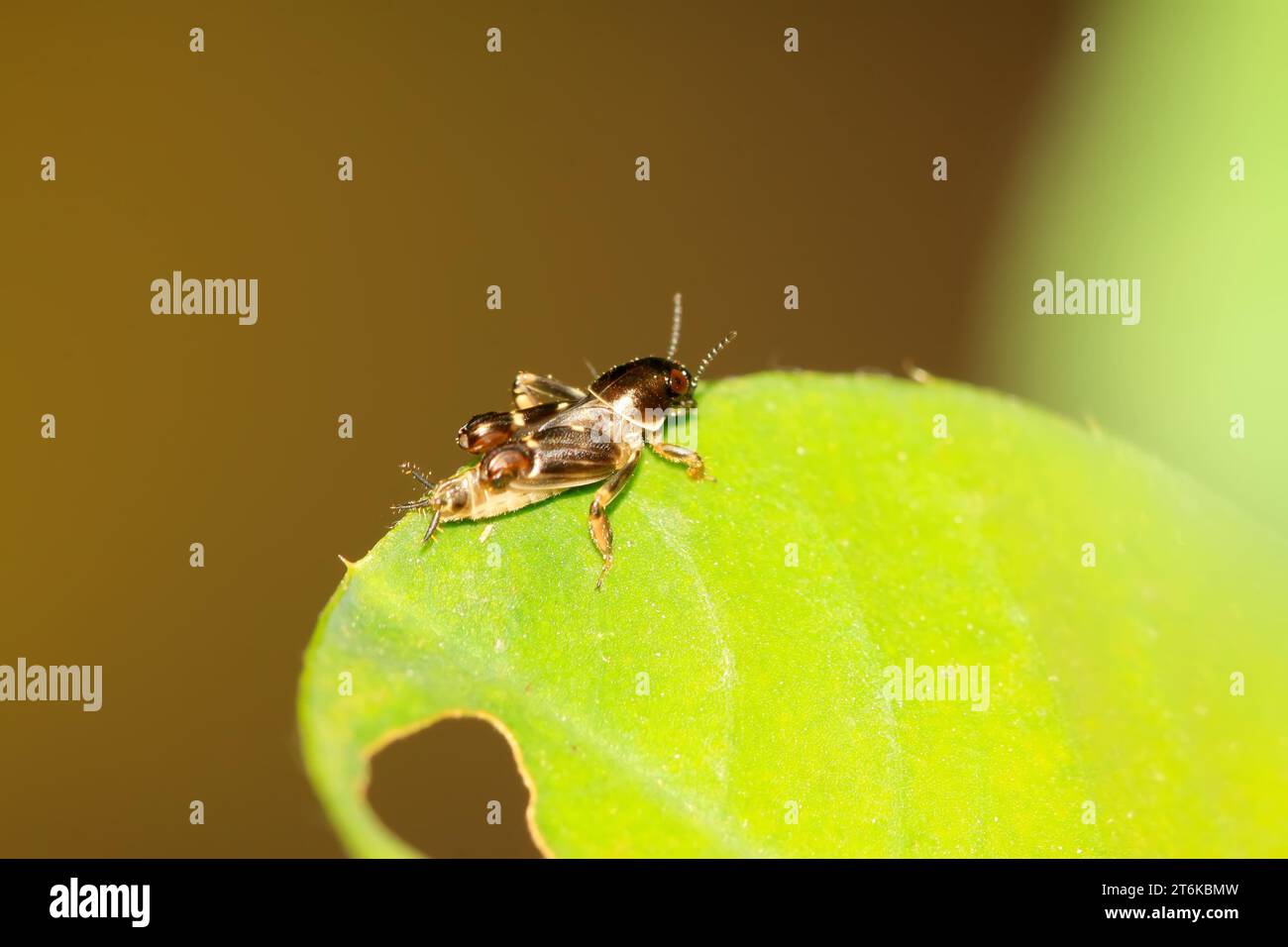 Teaching specimens hi-res stock photography and images - Alamy