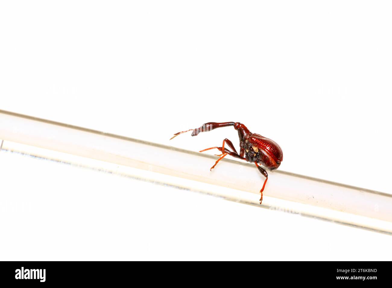 a kind of beetles insects on the glass rod Stock Photo - Alamy