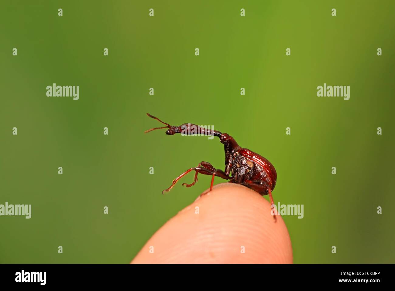a kind of beetles insects on the fingers Stock Photo - Alamy