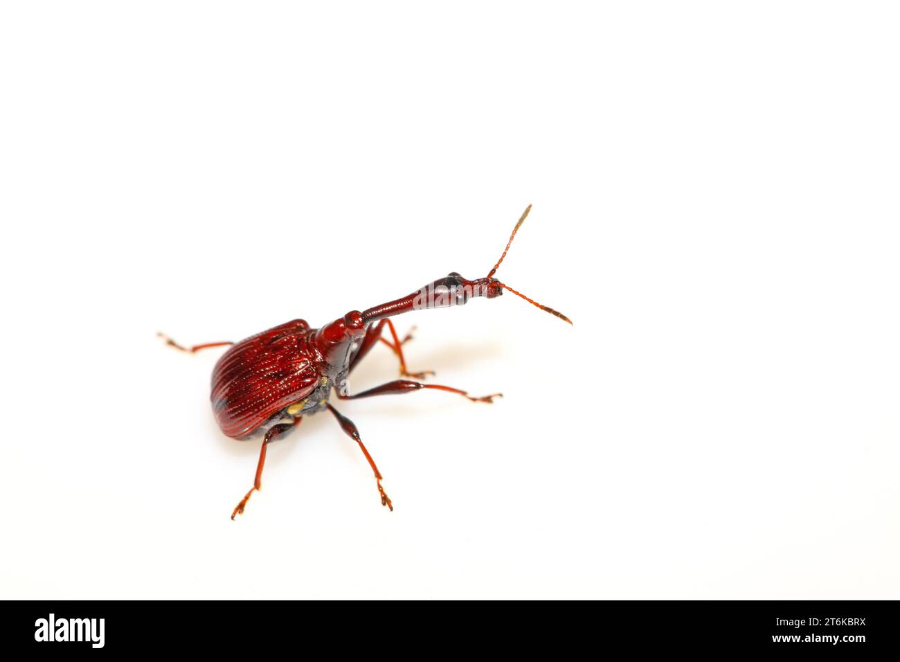 Ugly insects Cut Out Stock Images & Pictures - Alamy