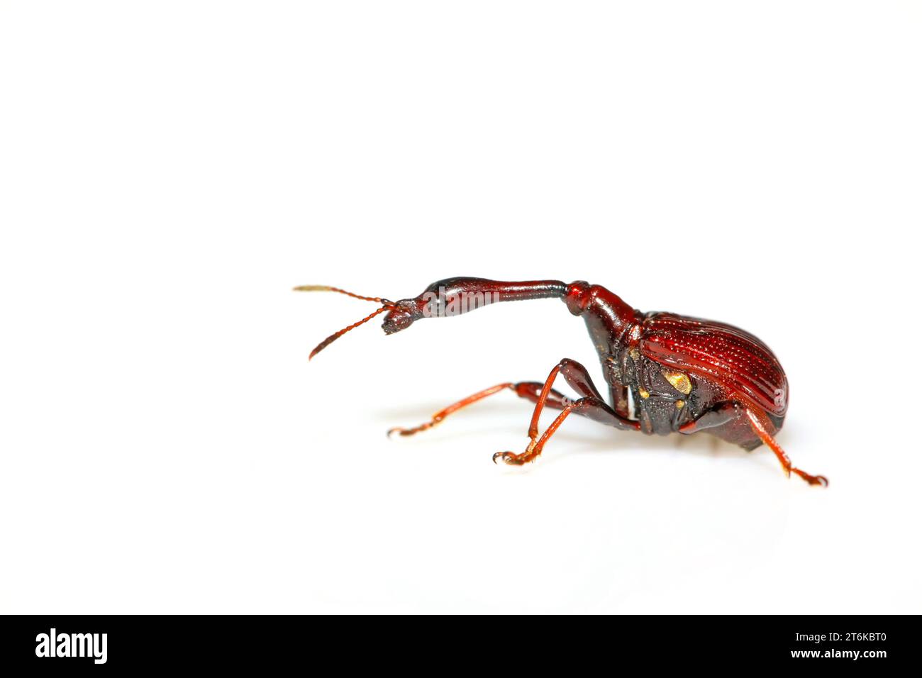 a insects has very long neck north china Stock Photo - Alamy