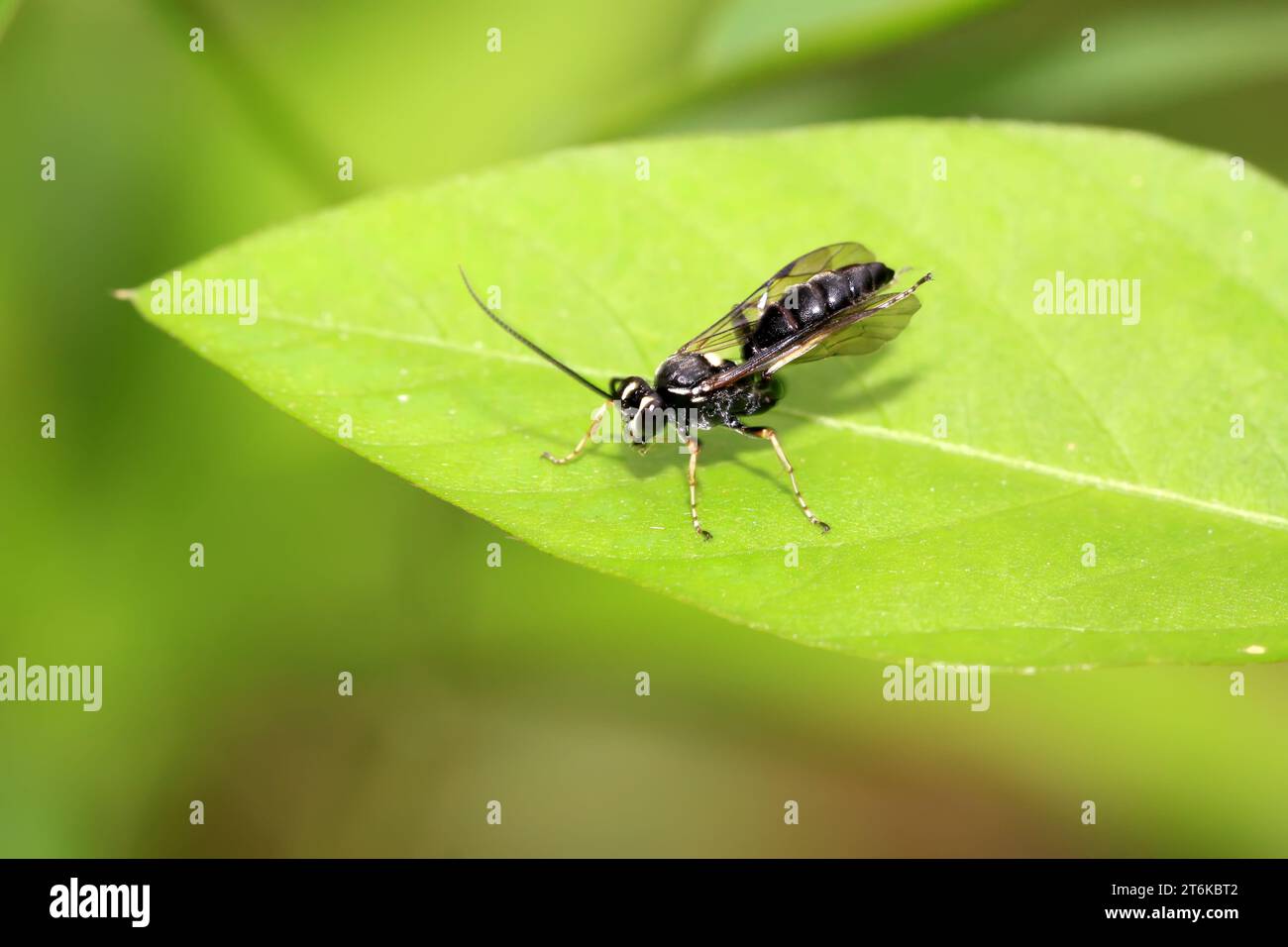 bee insects on the leaves, close up of pictures, taken photos in the ...