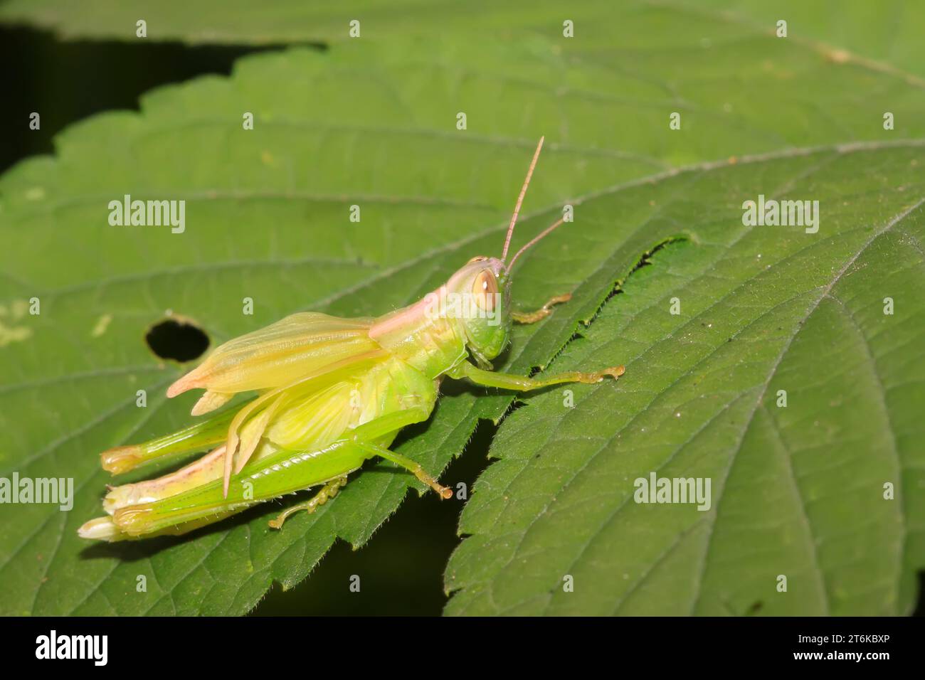 Locust catch hi-res stock photography and images - Alamy