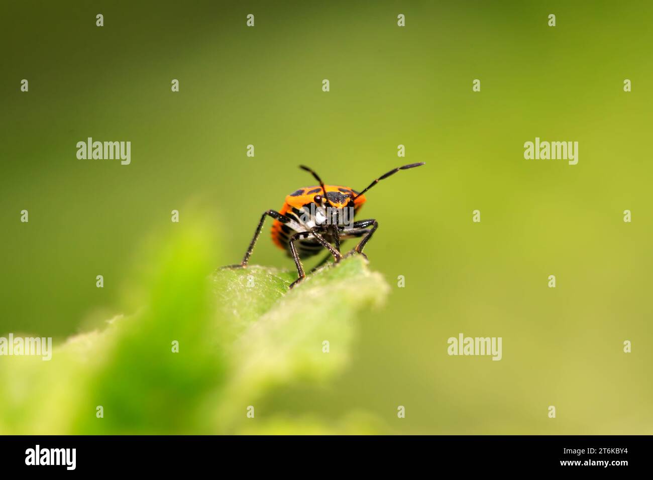 a stink bug on the green leaf Stock Photo - Alamy