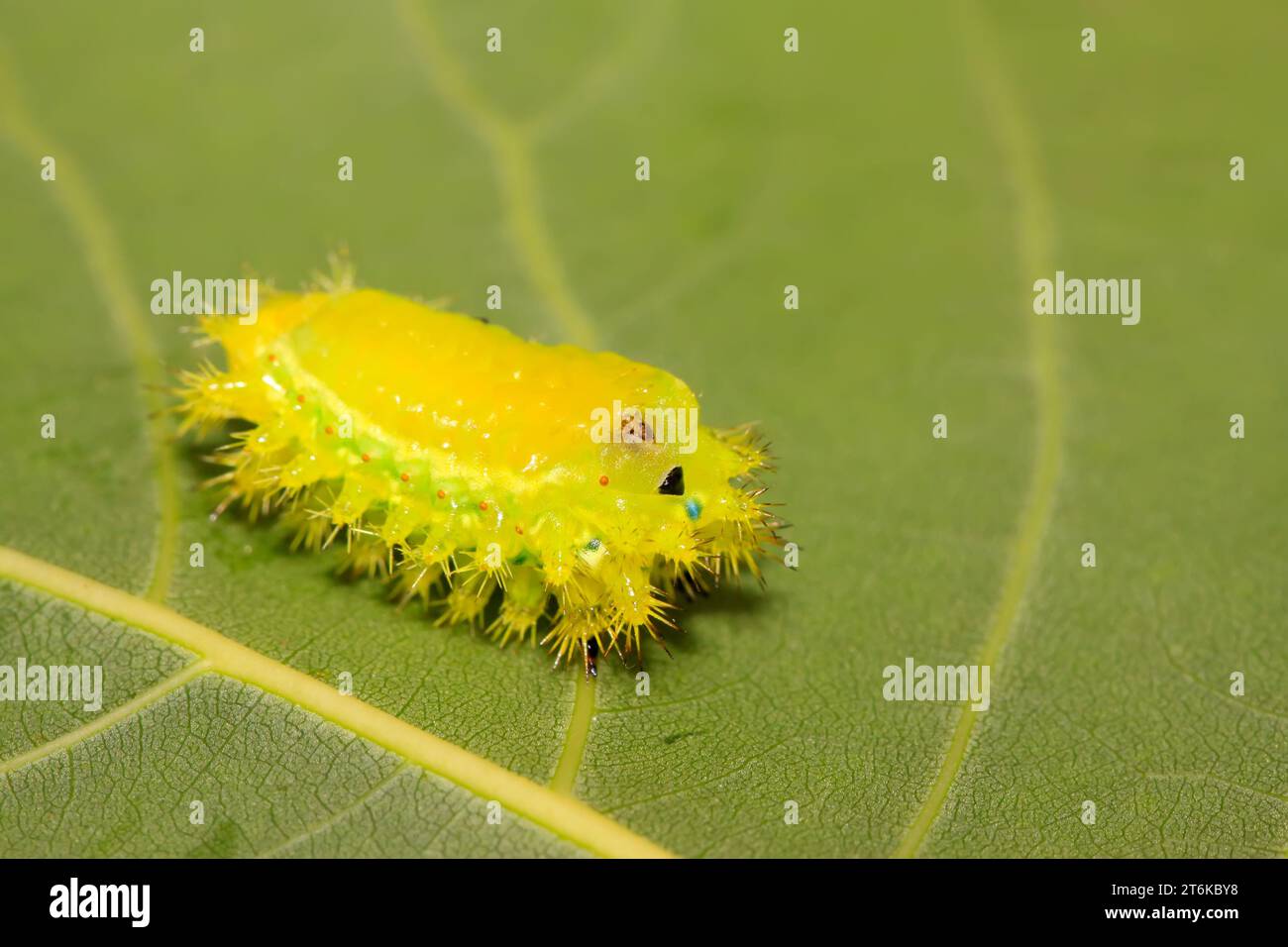 Thorn moth larvae hi-res stock photography and images - Alamy