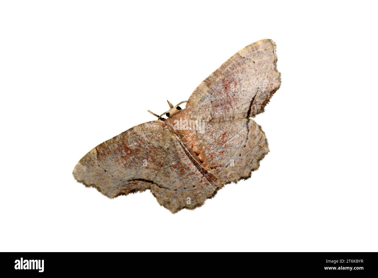 Moth in detail Cut Out Stock Images & Pictures - Alamy