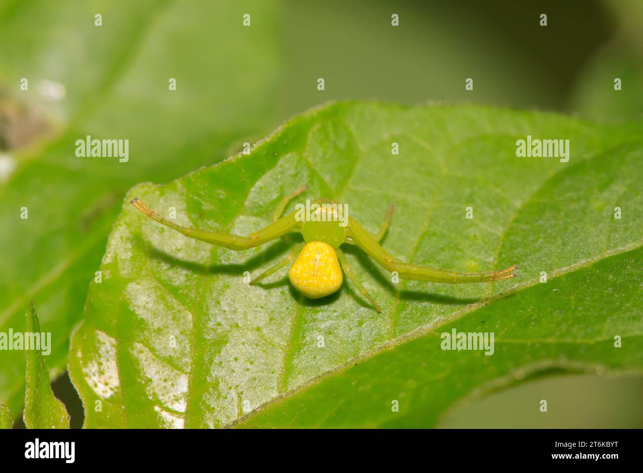 a kind of insects named crab spider Stock Photo - Alamy