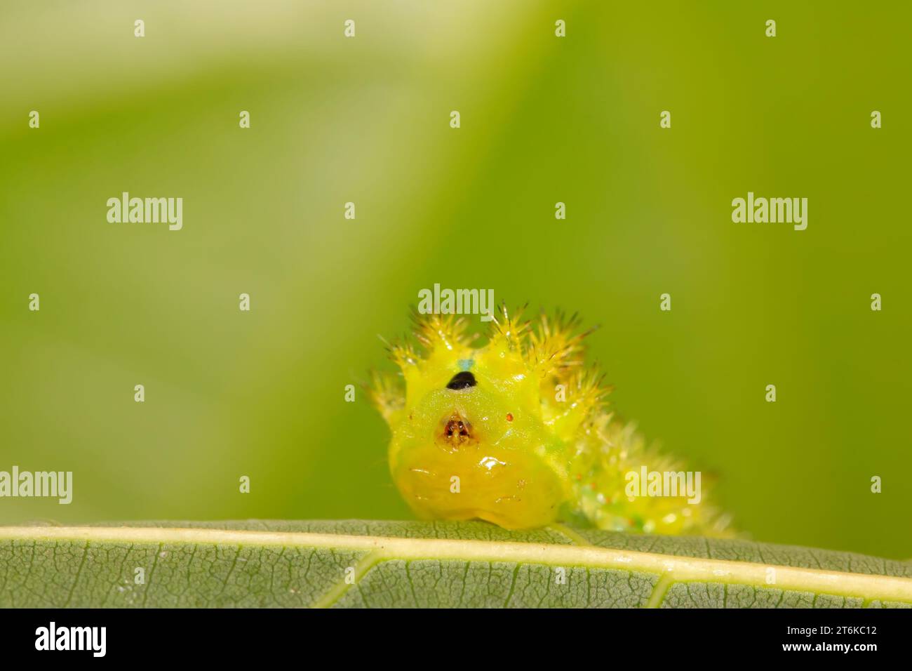 Postornata larvae hi-res stock photography and images - Alamy