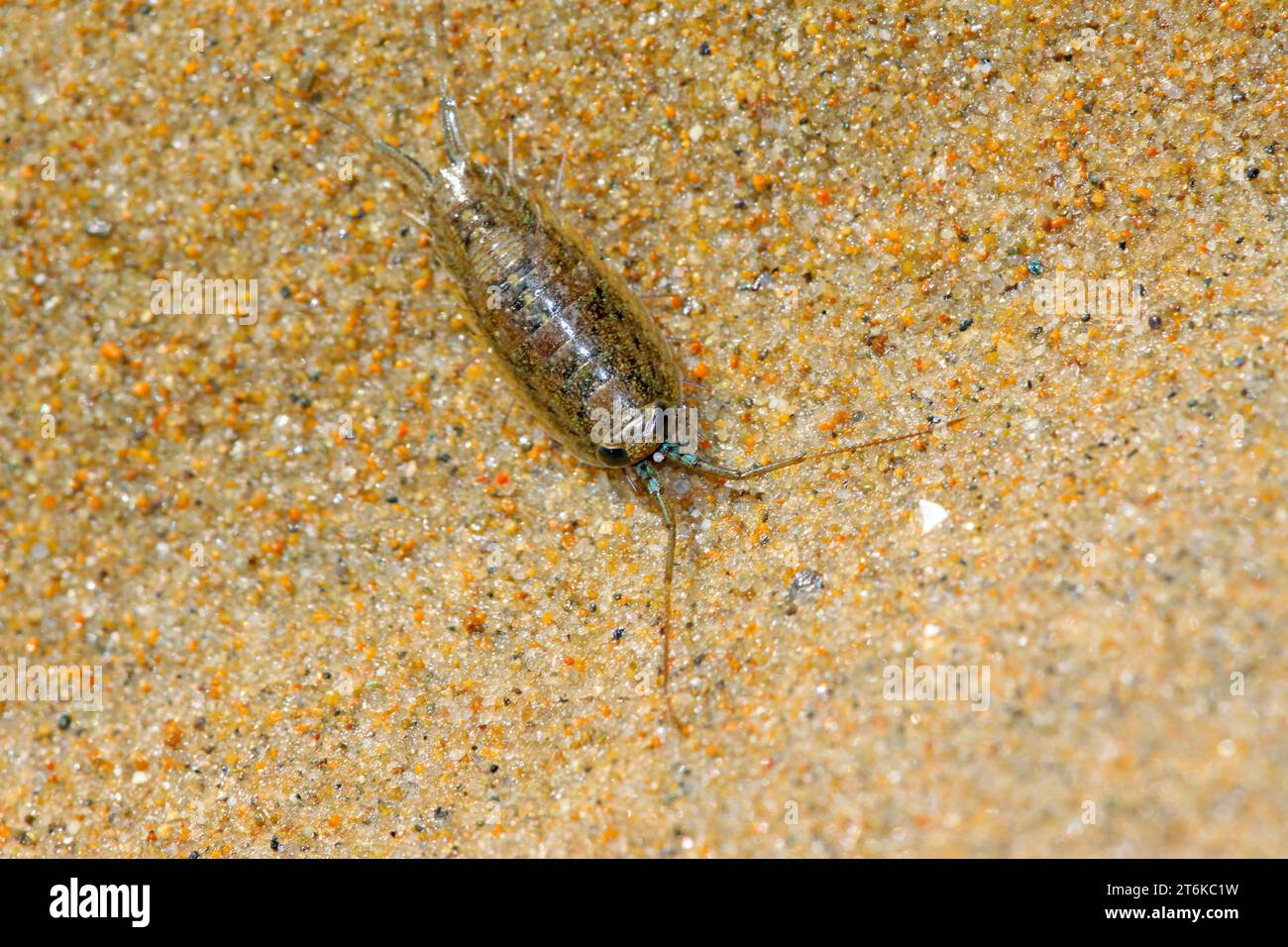 a insect crawling on the beach Stock Photo - Alamy